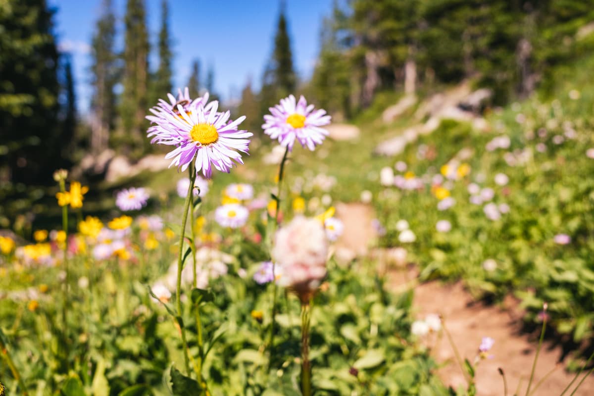 Treehouse Condominium Association | Silverthorne Colorado | Wildernest